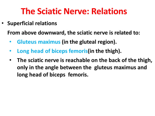 Sciatic Nerve Anatomy | PPTX