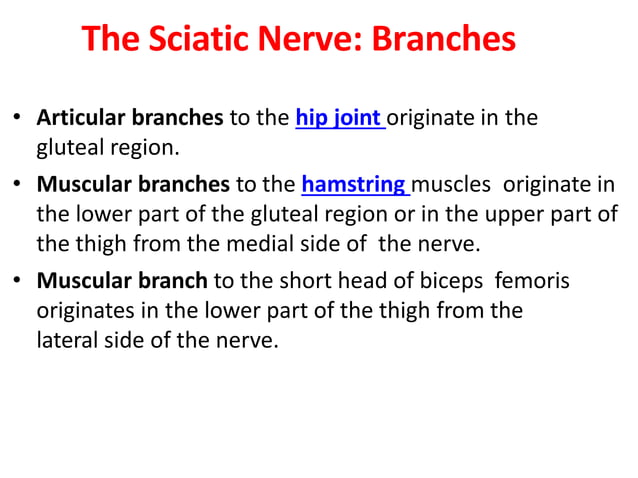 Sciatic Nerve Anatomy | PPTX