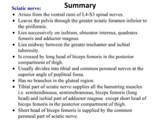 Sciatic Nerve Anatomy | PPTX