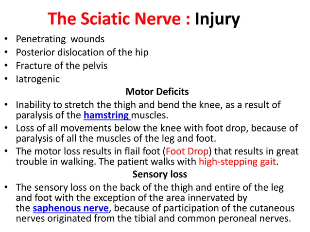 Sciatic Nerve Anatomy | PPTX