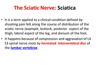 Sciatic Nerve Anatomy | PPTX