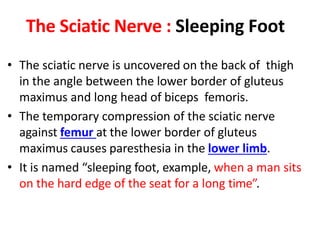 Sciatic Nerve Anatomy | PPTX