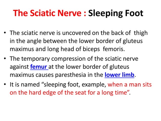 Sciatic Nerve Anatomy | PPTX