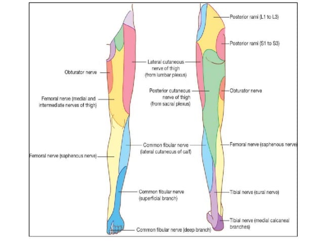 Sciatic Nerve Anatomy | PPTX