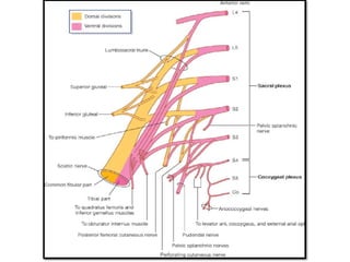 Sciatic Nerve Anatomy | PPTX