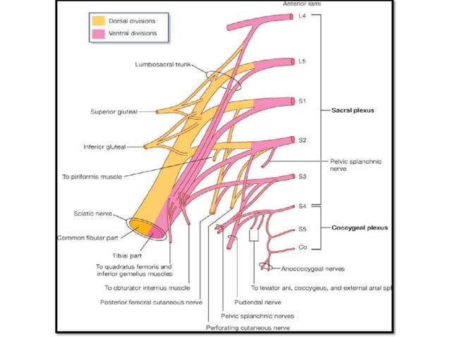 Sciatic Nerve Anatomy | PPTX
