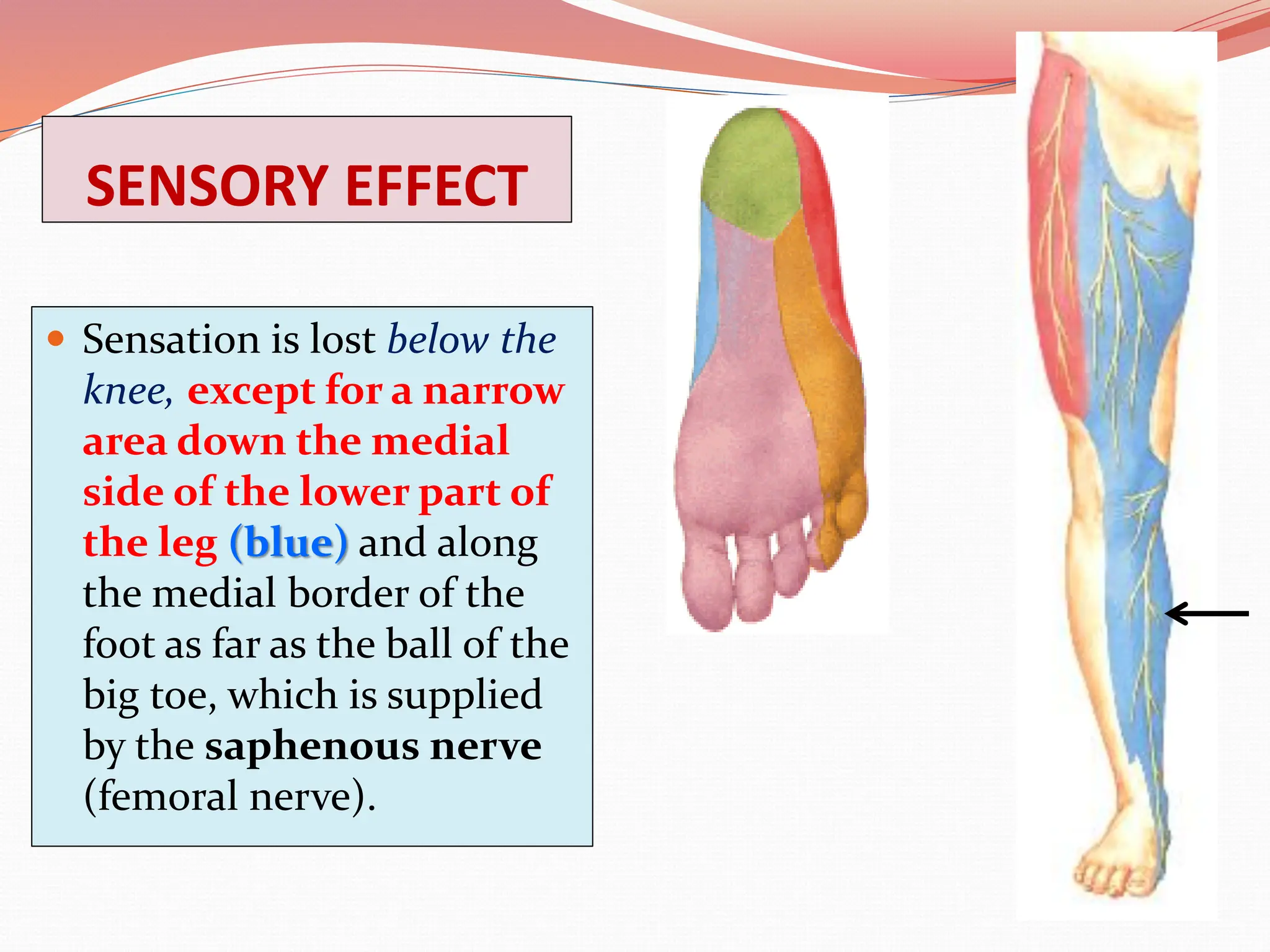 Sciatic Nerve.pdf Physiotherapy treatment | PPT