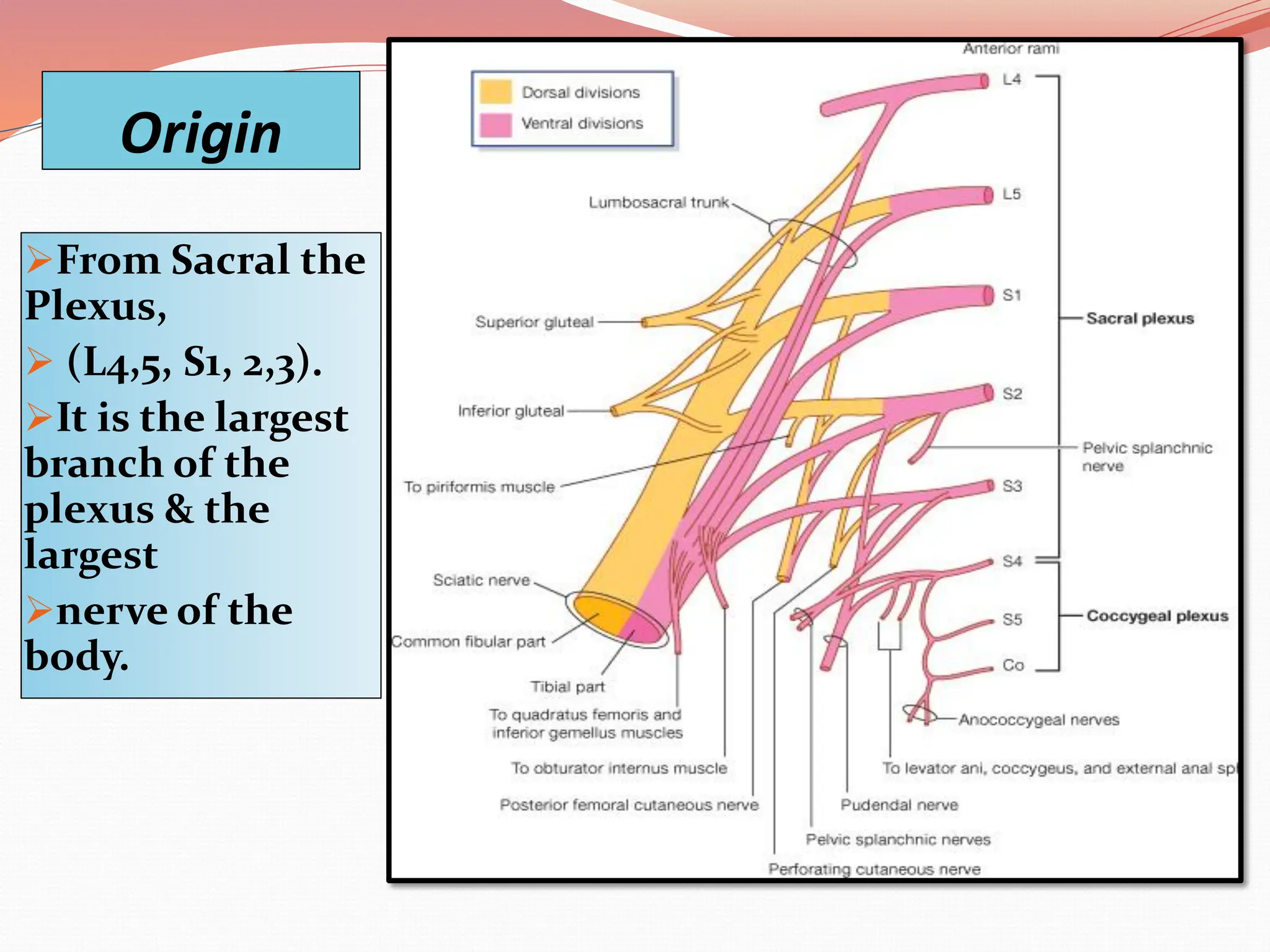 Sciatic Nerve.pdf Physiotherapy treatment | PPT