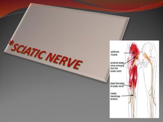 Sciatic Nerve.pdf Physiotherapy treatment | PPT