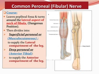 Sciatic Nerve.pdf Physiotherapy treatment | PPT