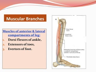 Sciatic Nerve.pdf Physiotherapy treatment | PPT