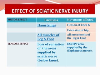 Sciatic Nerve.pdf Physiotherapy treatment | PPT