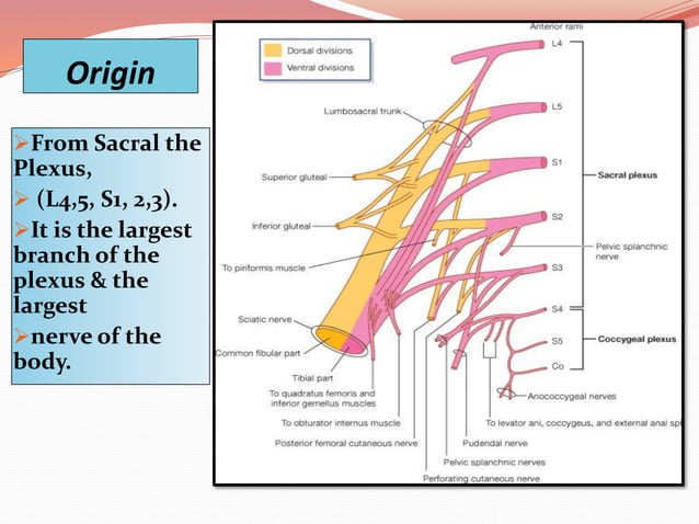 Sciatic Nerve.pdf Physiotherapy treatment | PPT