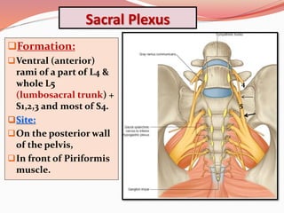 Sciatic Nerve.pdf Physiotherapy treatment | PPT