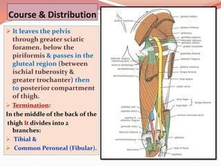 Sciatic Nerve.pdf Physiotherapy treatment | PDF