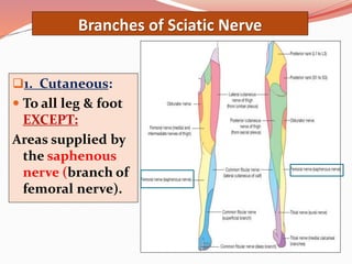 Sciatic Nerve.pdf Physiotherapy treatment | PPT