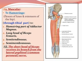 Sciatic Nerve.pdf Physiotherapy treatment | PPT