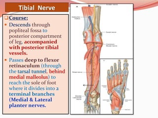 Sciatic Nerve.pdf Physiotherapy treatment | PDF