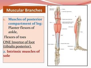 Sciatic Nerve.pdf Physiotherapy treatment | PPT
