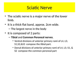 SCIATIC NERVE and its branches, course.pptx