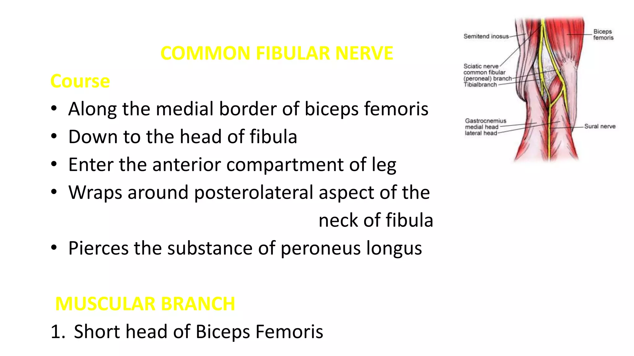 ANATOMY OF SCIATIC NERVE AND FOOT DROP | PPT | Free Download