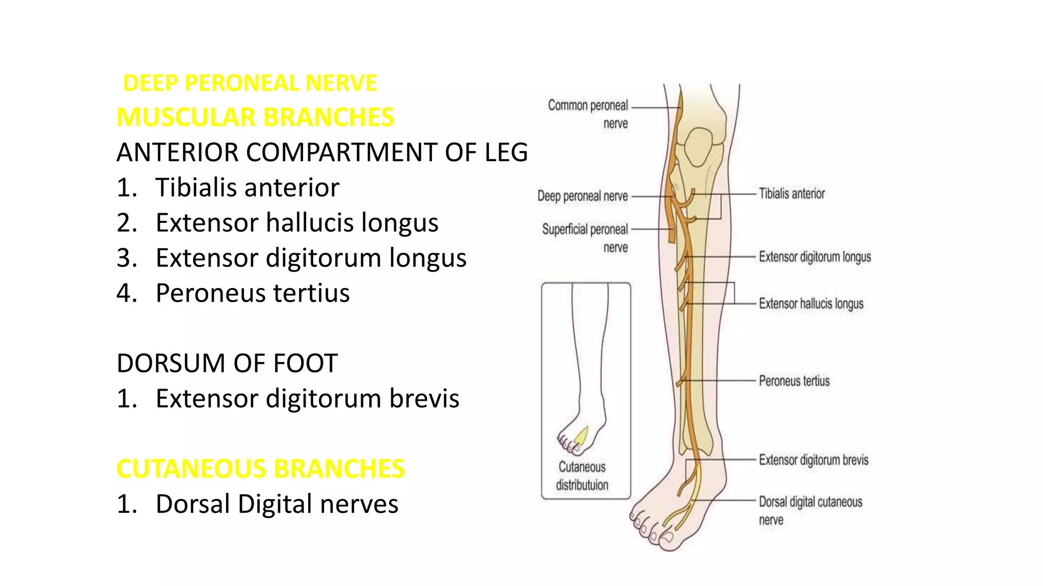 ANATOMY OF SCIATIC NERVE AND FOOT DROP | PPTX