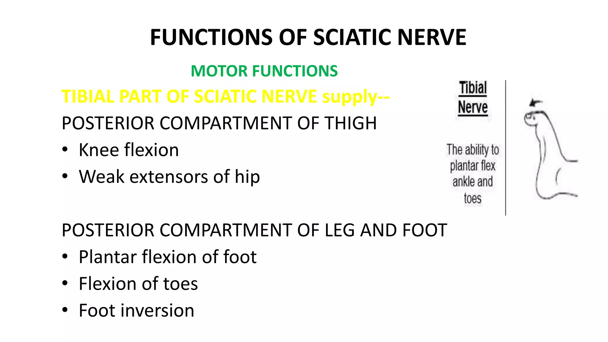 ANATOMY OF SCIATIC NERVE AND FOOT DROP | PPTX