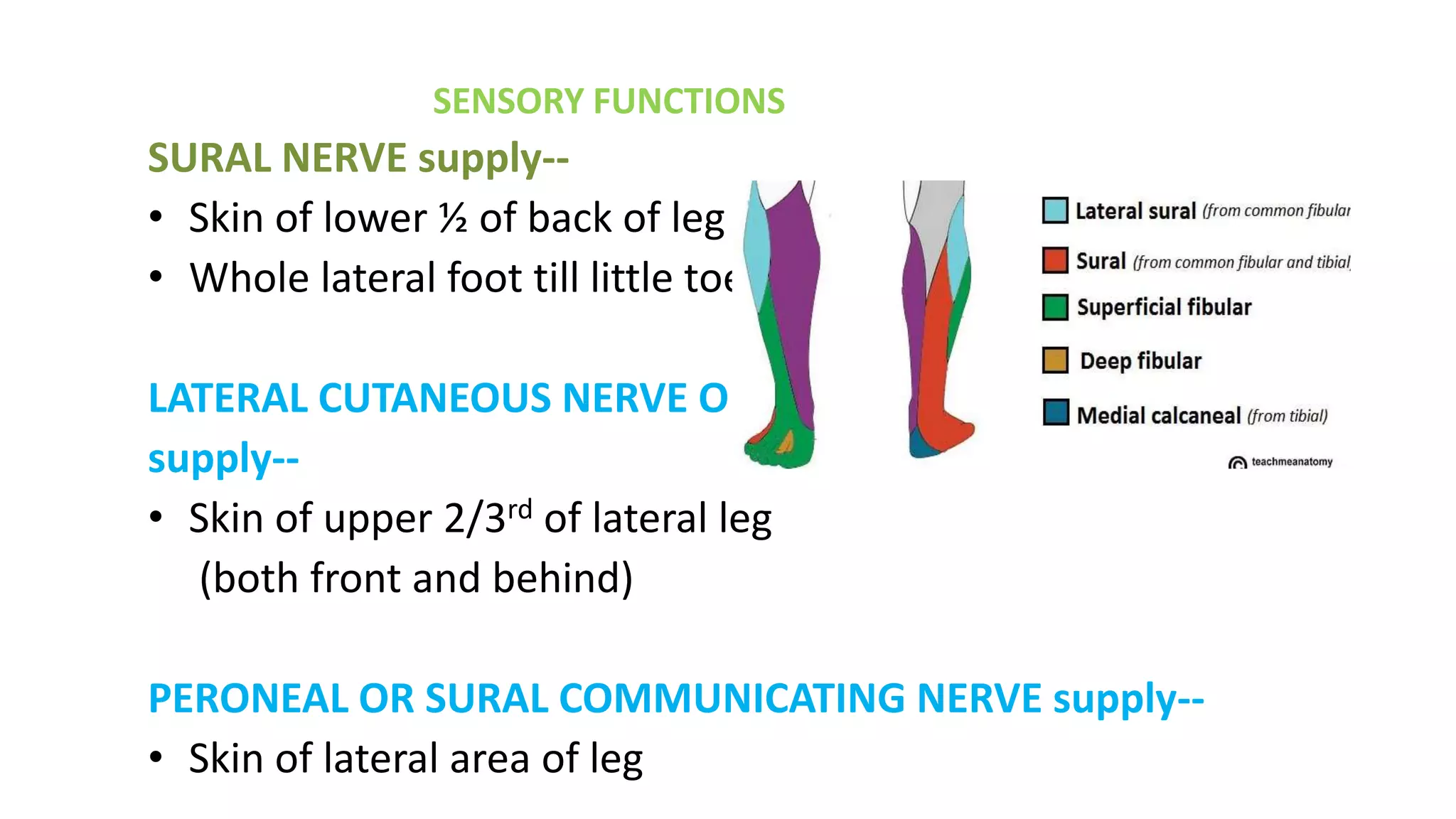 ANATOMY OF SCIATIC NERVE AND FOOT DROP | PPTX