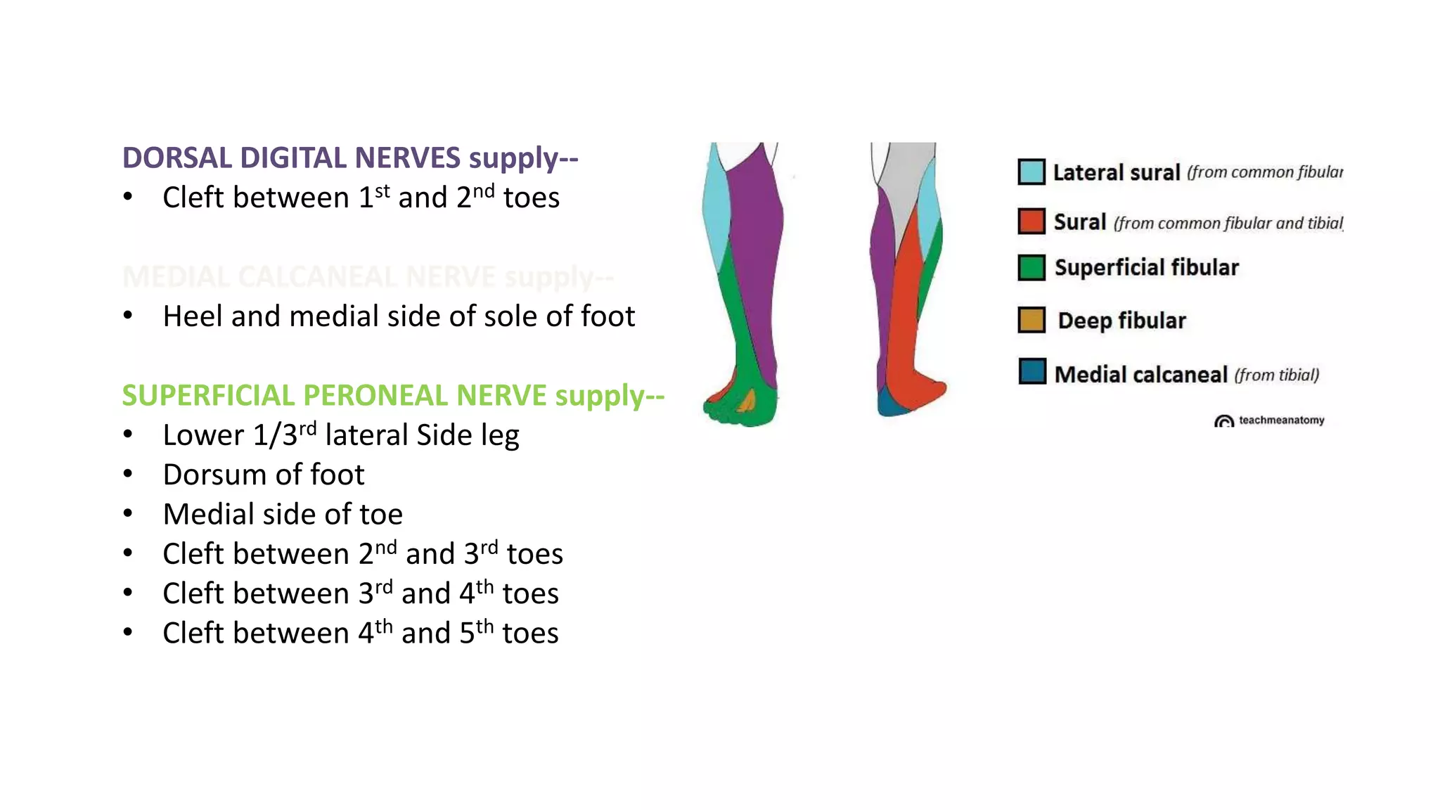 ANATOMY OF SCIATIC NERVE AND FOOT DROP | PPTX