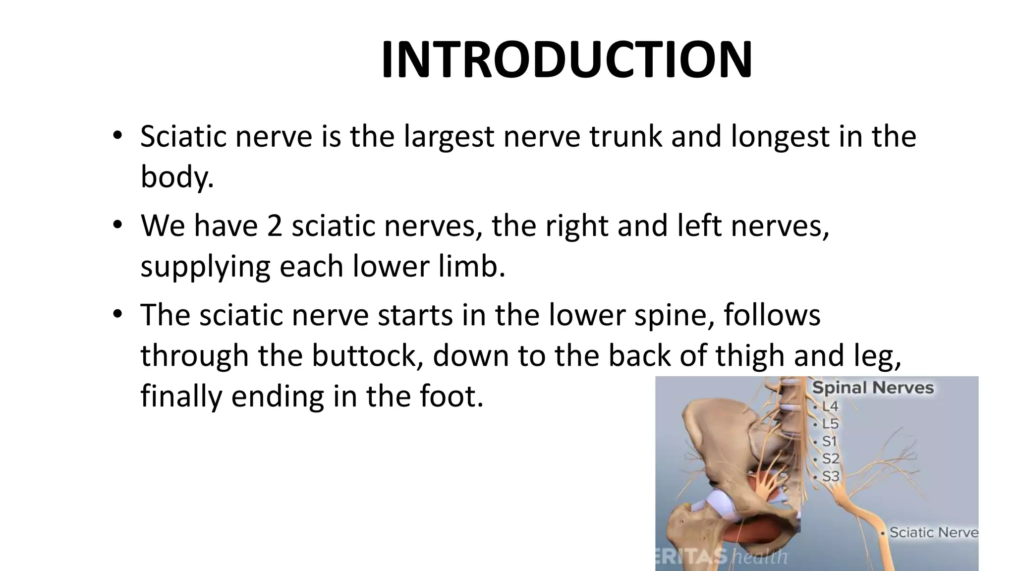 ANATOMY OF SCIATIC NERVE AND FOOT DROP | PPTX
