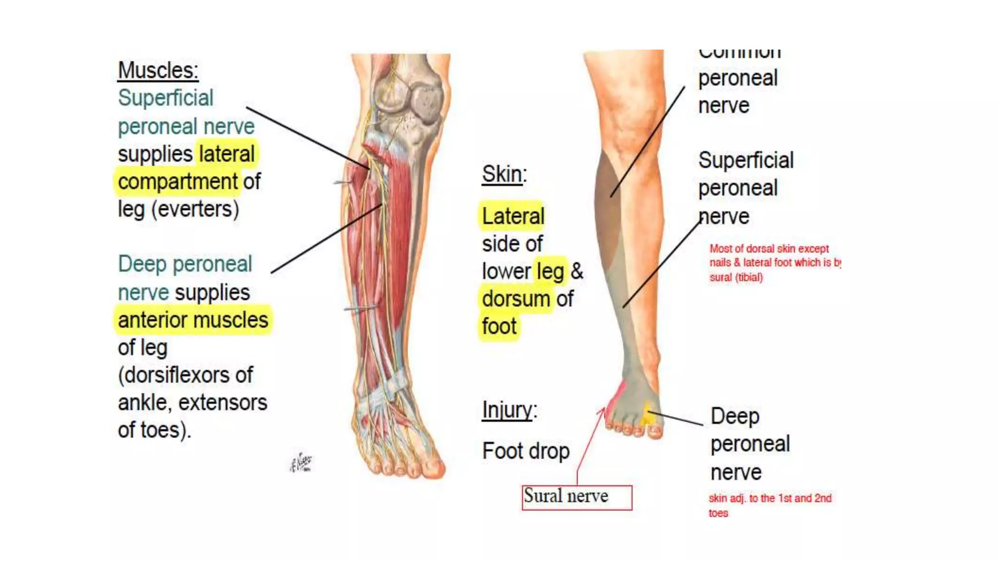 ANATOMY OF SCIATIC NERVE AND FOOT DROP | PPTX