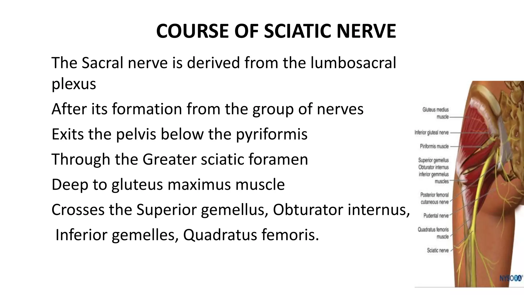 ANATOMY OF SCIATIC NERVE AND FOOT DROP | PPTX