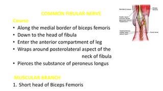 ANATOMY OF SCIATIC NERVE AND FOOT DROP | PPTX