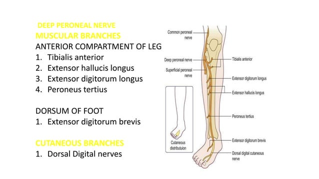 ANATOMY OF SCIATIC NERVE AND FOOT DROP | PPTX