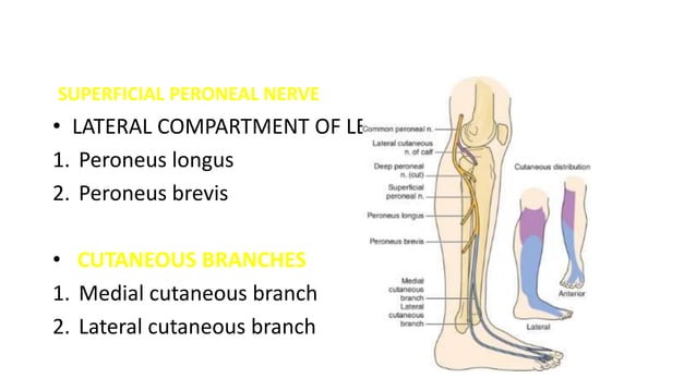 ANATOMY OF SCIATIC NERVE AND FOOT DROP | PPTX
