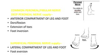 ANATOMY OF SCIATIC NERVE AND FOOT DROP | PPTX