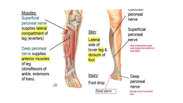 ANATOMY OF SCIATIC NERVE AND FOOT DROP | PPTX