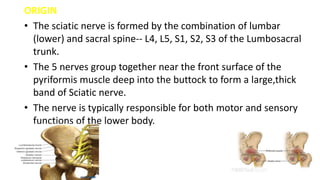 ANATOMY OF SCIATIC NERVE AND FOOT DROP | PPTX