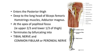 ANATOMY OF SCIATIC NERVE AND FOOT DROP | PPTX