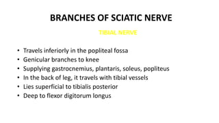 ANATOMY OF SCIATIC NERVE AND FOOT DROP | PPTX
