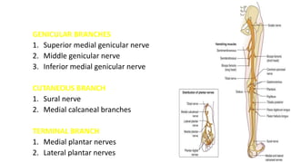 ANATOMY OF SCIATIC NERVE AND FOOT DROP | PPTX