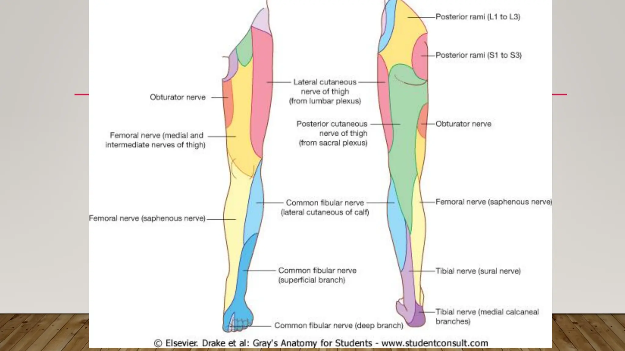 Sciatic Nerve PDF | PDF