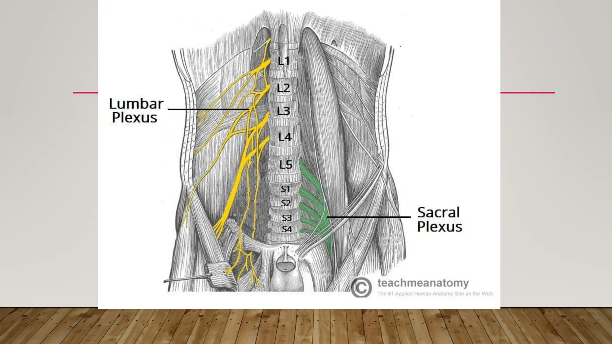 Sciatic Nerve PDF | PDF