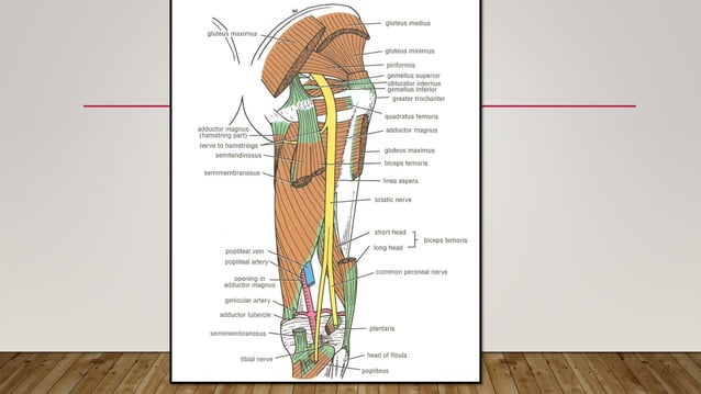 Sciatic Nerve PDF | PDF