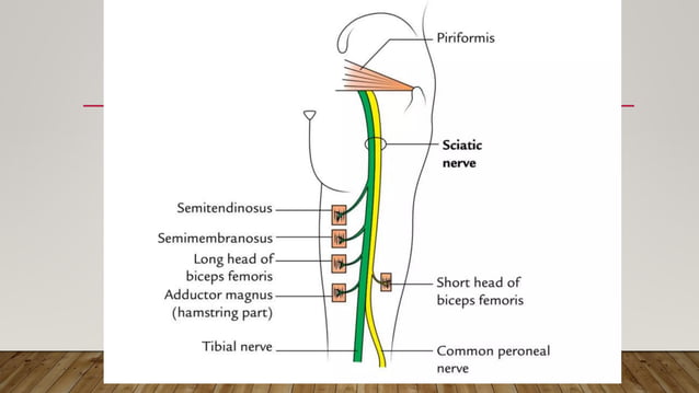 Sciatic Nerve PDF | PDF