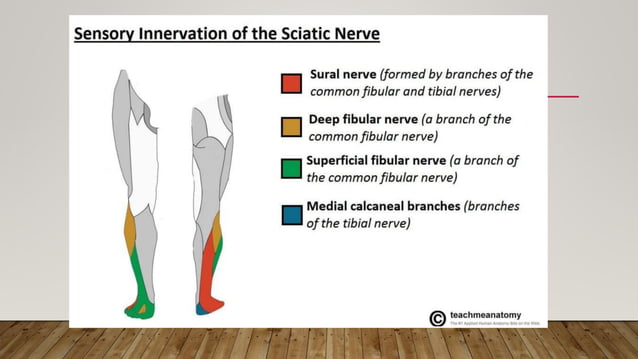 Sciatic Nerve PDF | PDF