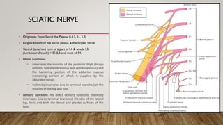 Sciatic Nerve PDF | PDF