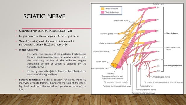 Sciatic Nerve PDF | PDF