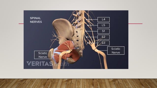 Sciatic Nerve PDF | PDF