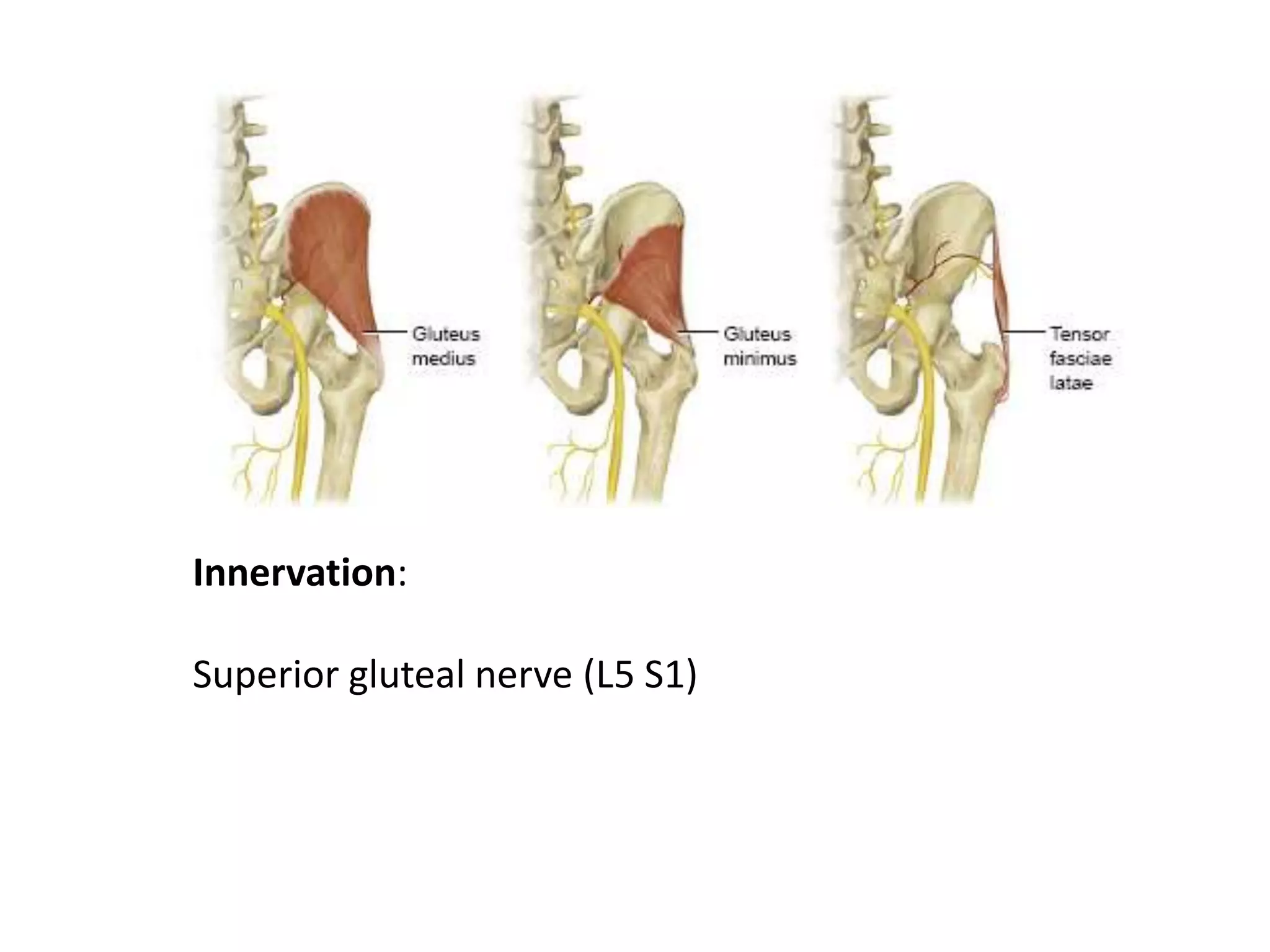 Sciatic Nerve Injury different Pathologies.pptx